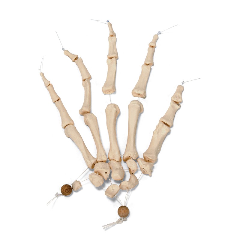3B Scientific Disarticulated Half Skeleton | Health and Care